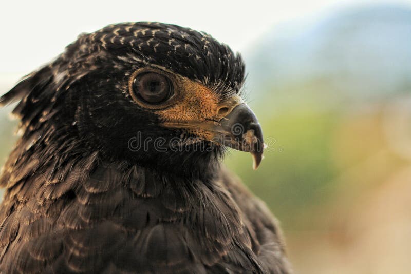 1,102 Eagle Indonesia Stock Photos - Free & Royalty-Free Stock Photos ...