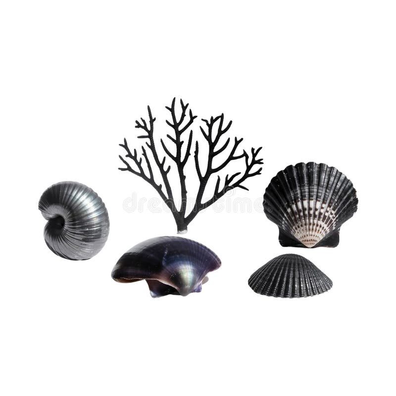 Elegant Black and White Seashells with Coral Moody Ocean Still Life ...