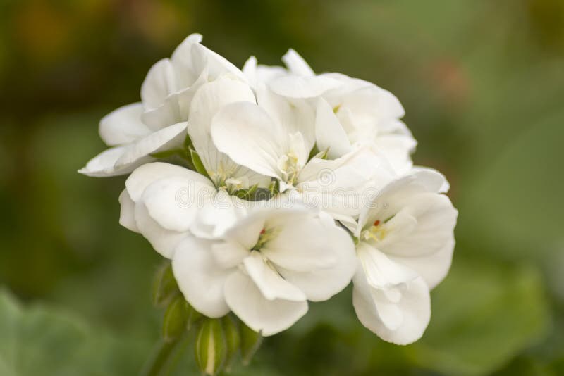 Photograph of Flowers of White Color Stock Photo - Image of beautiful ...