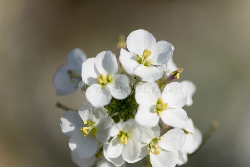 Photograph of Flowers of White Color Stock Photo - Image of floral ...