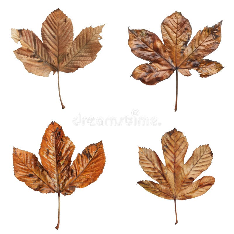 A Photograph of Four Dried Chestnut Leaves Stock Illustration ...