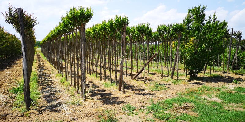Photograph of a Fruit Tree Plantation Stock Photo - Image of meadows ...