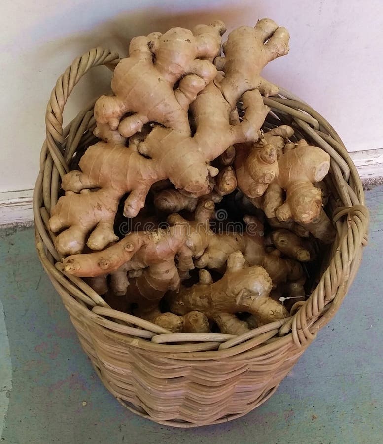 Photograph of ginger stock photo. Image of food, cuisine - 153661310