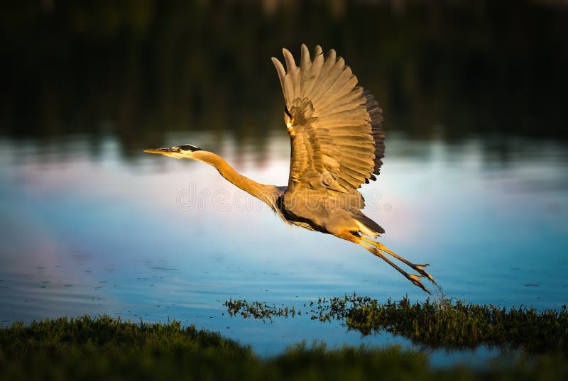 Great Blue Heron Taking Off Stock Photo - Image of herodias, colorful ...