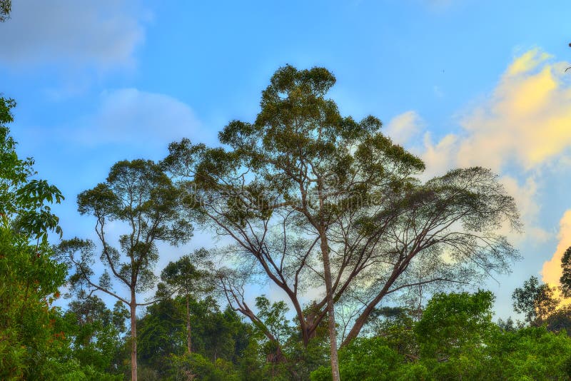 A Group of Trees in the Forest Grown Up Together Stock Image - Image of ...
