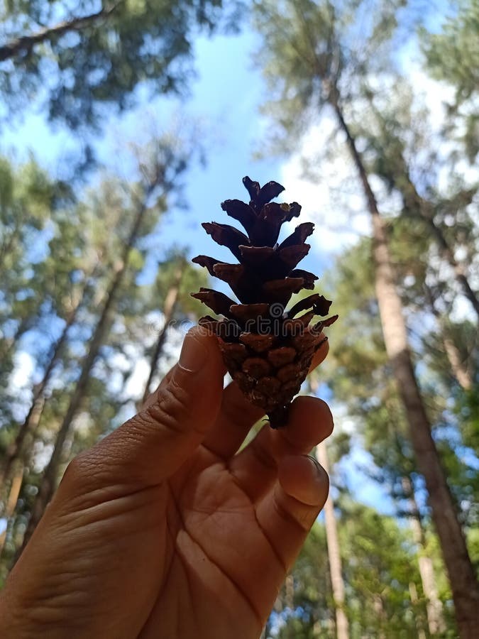 The Photograph of the Hand Holding the Fruit of the Pine Tree Stock ...