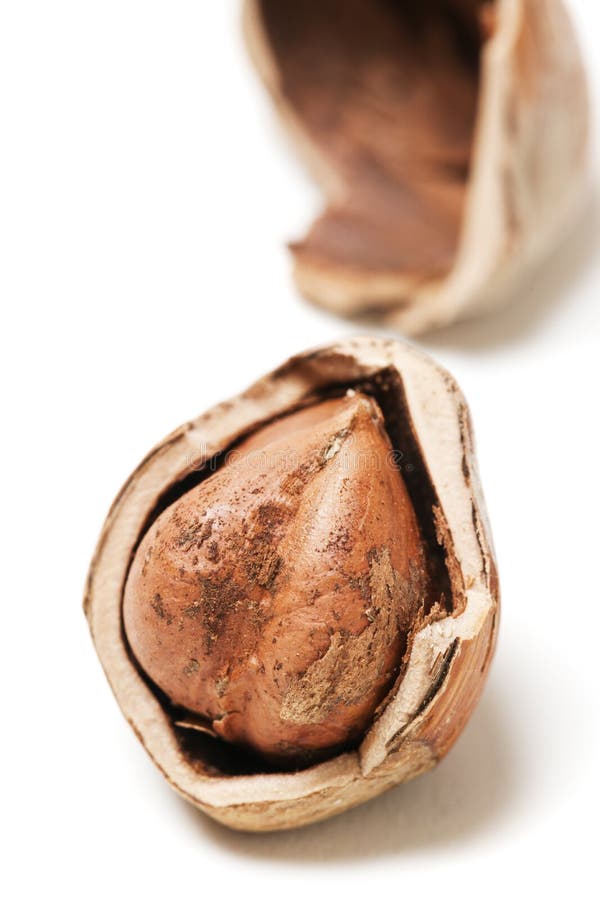 Hazel Nuts Isolated on White Stock Photo - Image of food, vegetable ...