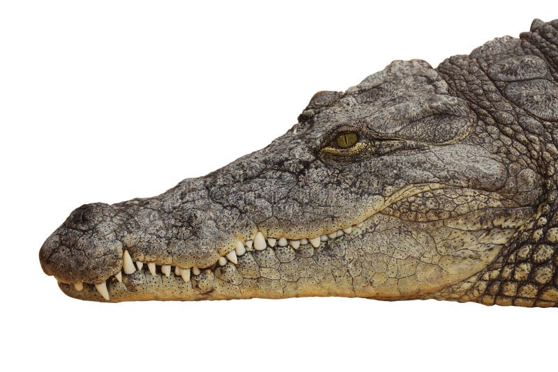 Photograph Of The Head Of A Nile Crocodile Stock Photo - Image of ...