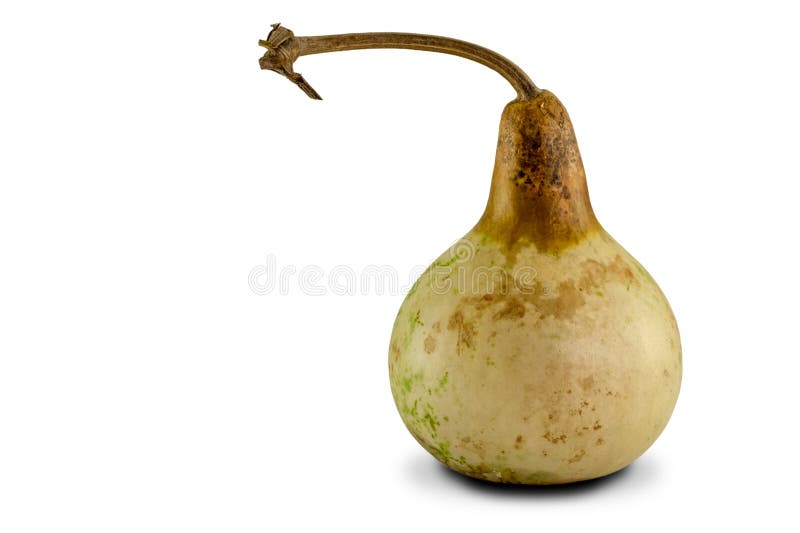 Photograph of an Isolated, Dry Gourd Stock Image - Image of dryness ...