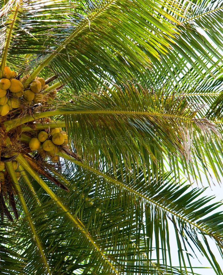 Photograph of a King Coconut Tree Top with Coconuts and Branches ...