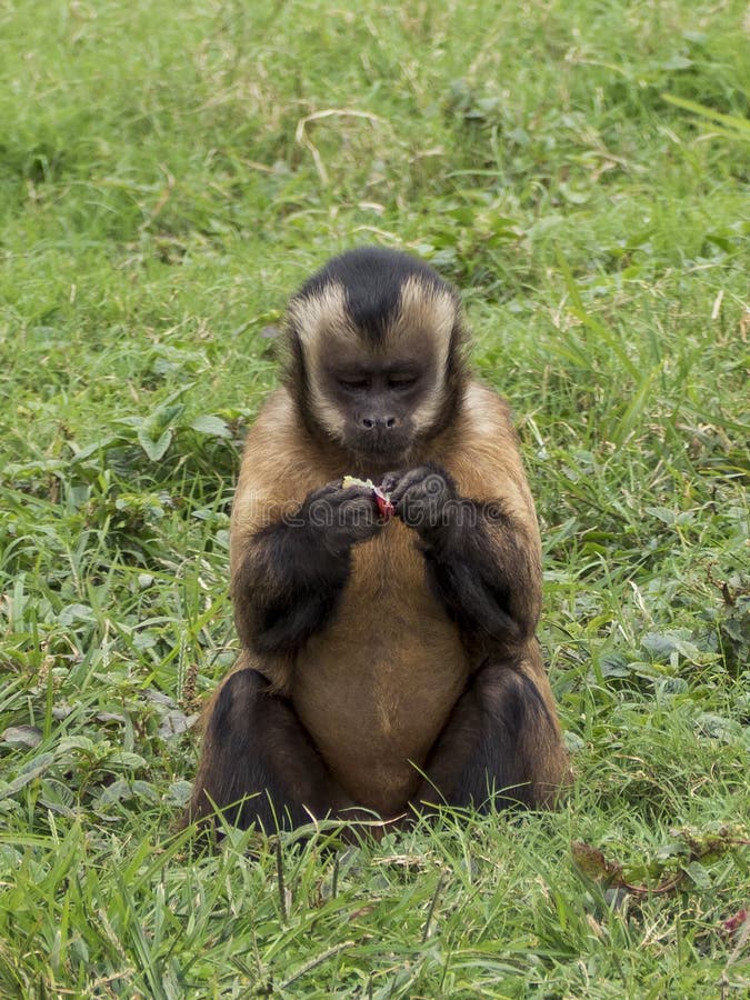Large Headed Capuchin Monkey Specimen Stock Image - Image of animal ...