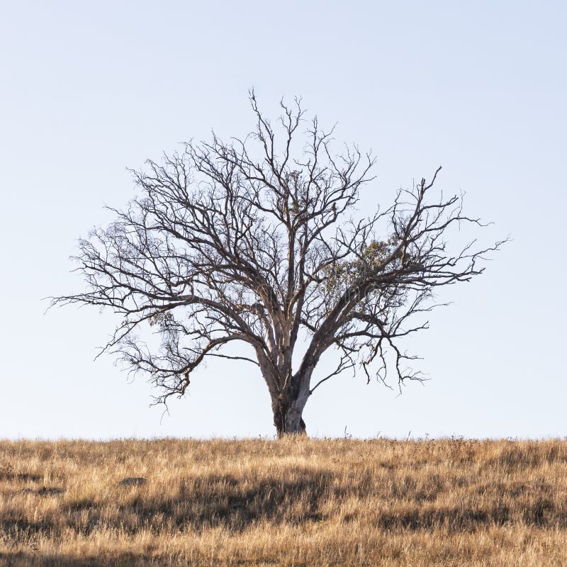 A Lone Leafless Tree Standing on a Dry Hill in Regional Australia Stock ...