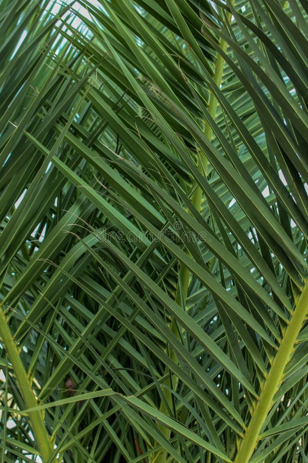 Photograph of the Leaves of a Palm Tree Stock Photo - Image of complex ...