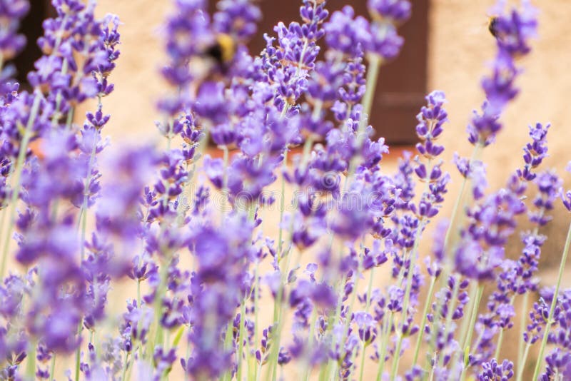 Levanda Stock Photos - Free & Royalty-Free Stock Photos from Dreamstime