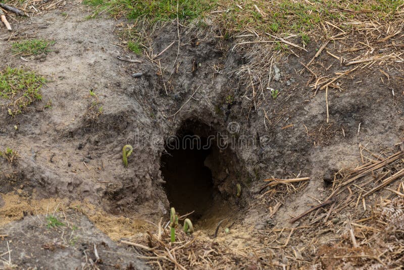 888 Rabbit Burrow Stock Photos - Free & Royalty-Free Stock Photos from ...