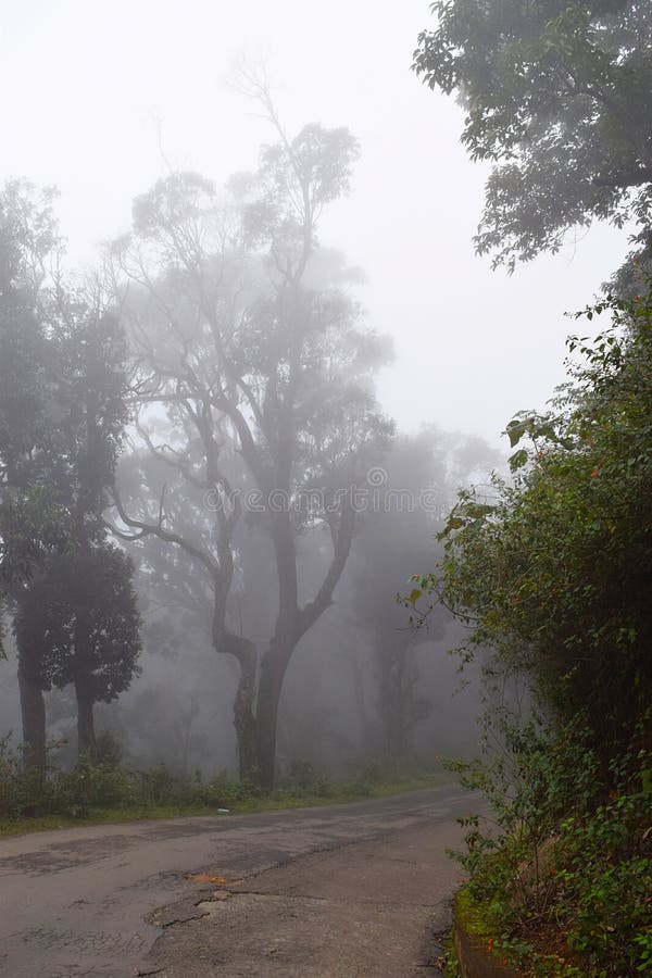 Misty Landscape - Forest of Palm Trees and Other Trees in Early Morning ...