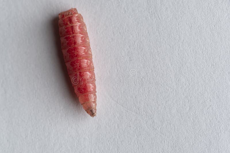A Photograph of Multicolored Maggots Stock Image - Image of creepy ...