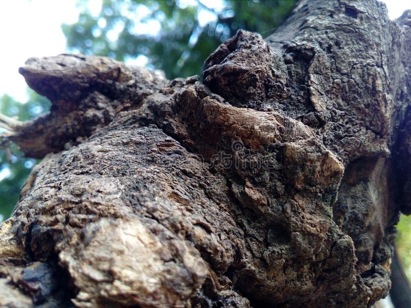 Photograph of nature. stock photo. Image of timber, photograph - 89039552