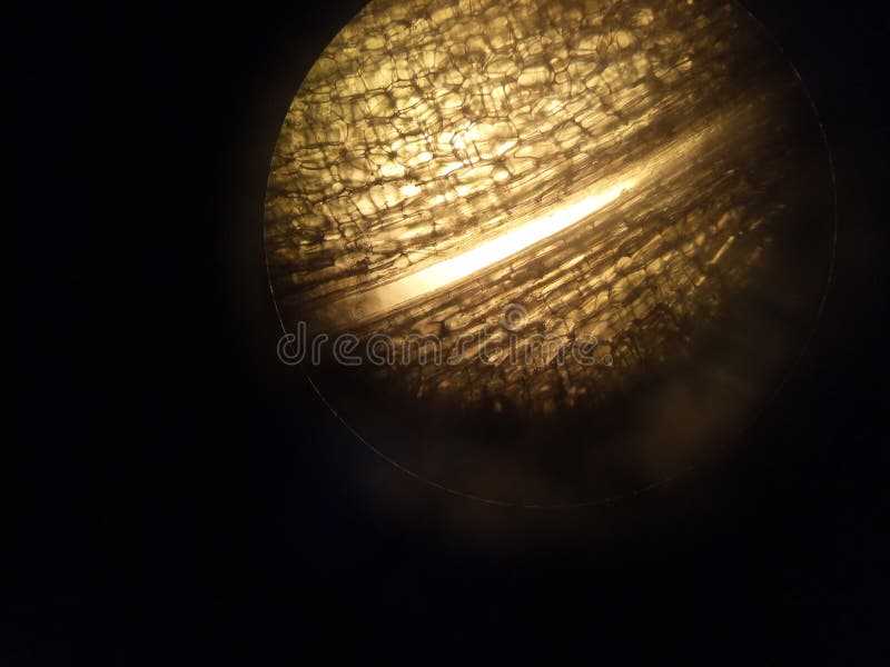 Sun Light Cells Microscope Stock Photos - Free & Royalty-Free Stock ...