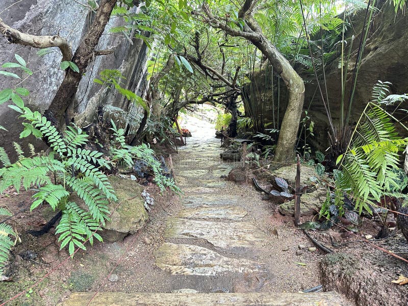 Photograph of the Path through the Tree Tunnel Stock Image - Image of ...