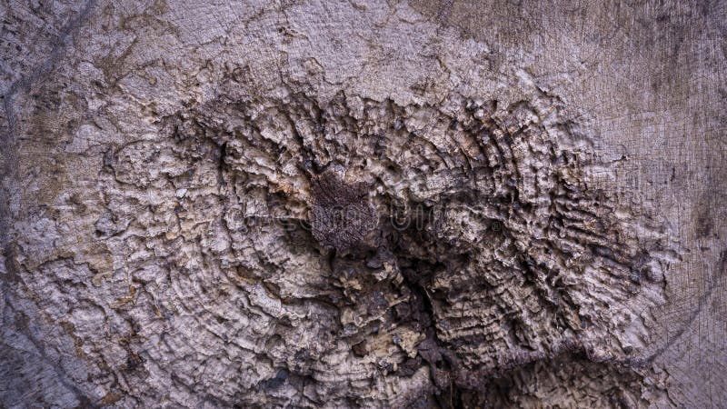 A Photograph of the Pattern of Wood, Which Has Been Sawn, Which Has ...