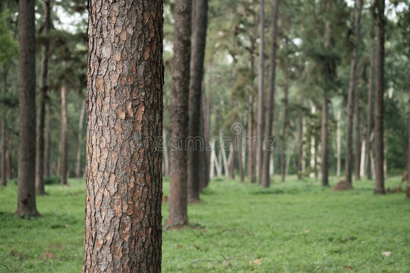 Photograph of Pine Trees Lined Up in a Row Based on the Concept of ... Photograph of Pine Trees Lined Up in a Row Based on the Concept of ...