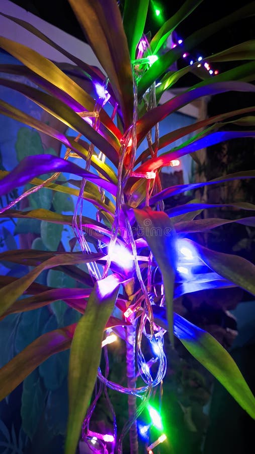 A Photograph of a Plant Decorated with Colorful LED String Lights at ...