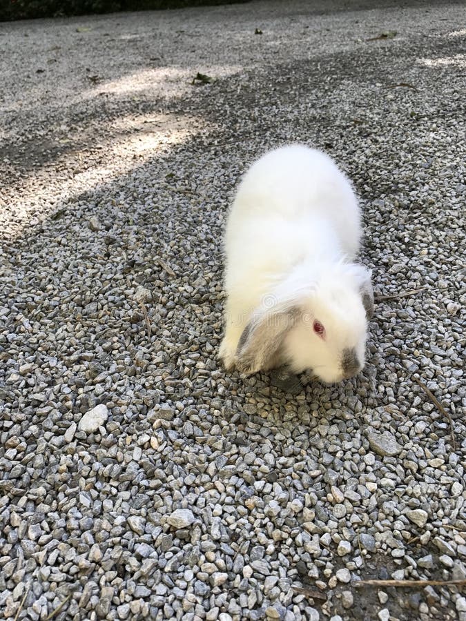 White rabbit stock photo. Image of playing, stone, photograph - 104450534