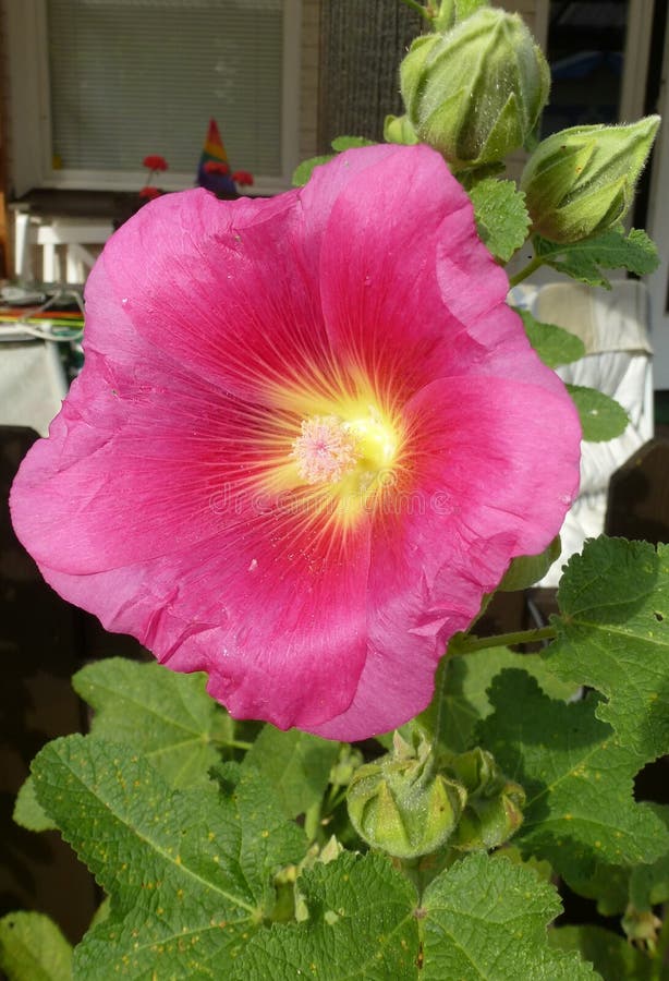 Photograph of a Red Mallow Flower Stock Photo - Image of flowers, leaf ...