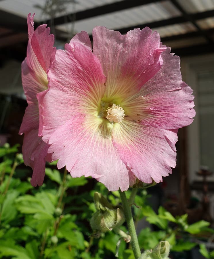 Photograph Representing a Mallow Flower Stock Image - Image of mallow ...