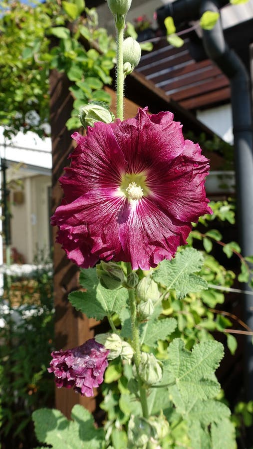 Photograph of a Red Mallow Flower Stock Photo - Image of flowers, leaf ...