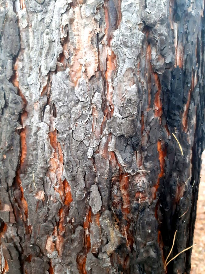 Rough Pine Bark after a Forest Fire Stock Photo - Image of backgrounds ...