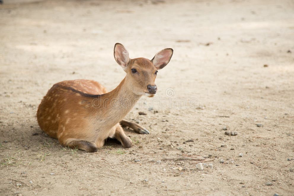 Photograph of Scared Little Deer Stock Photo - Image of cute, bambi ...