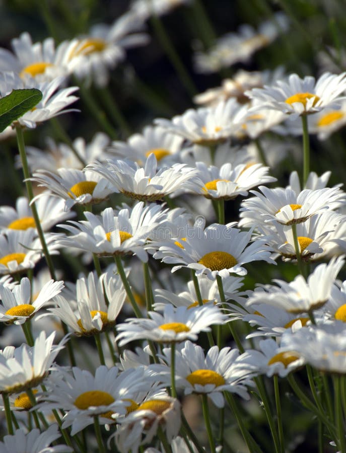 Photograph of Shasta Daisies Stock Image - Image of environment, spring ...