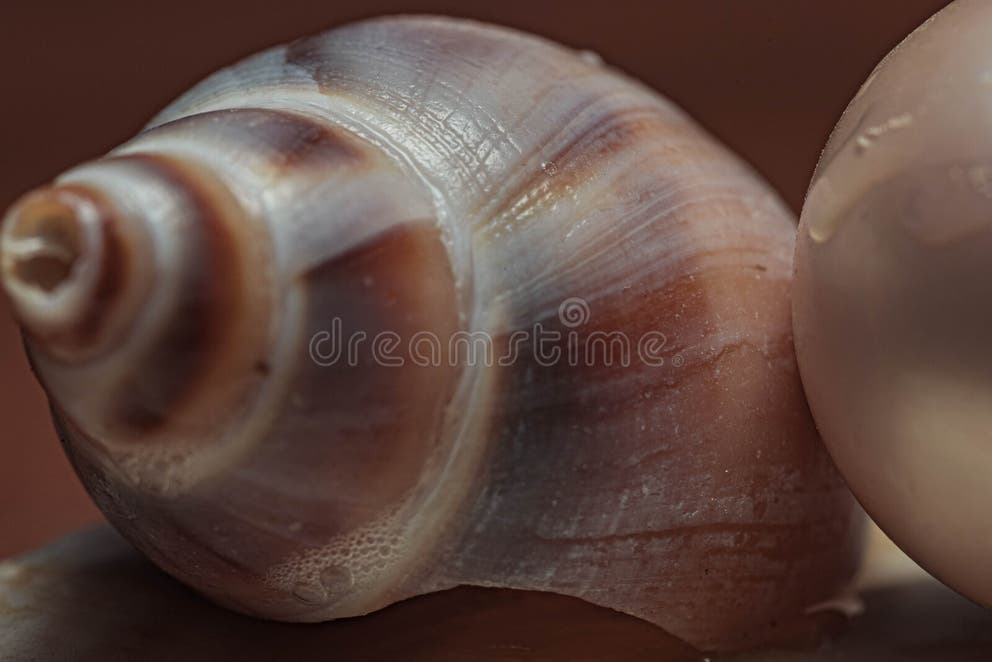 Photograph of Shell Details with Uniform Background. Stock Image ...