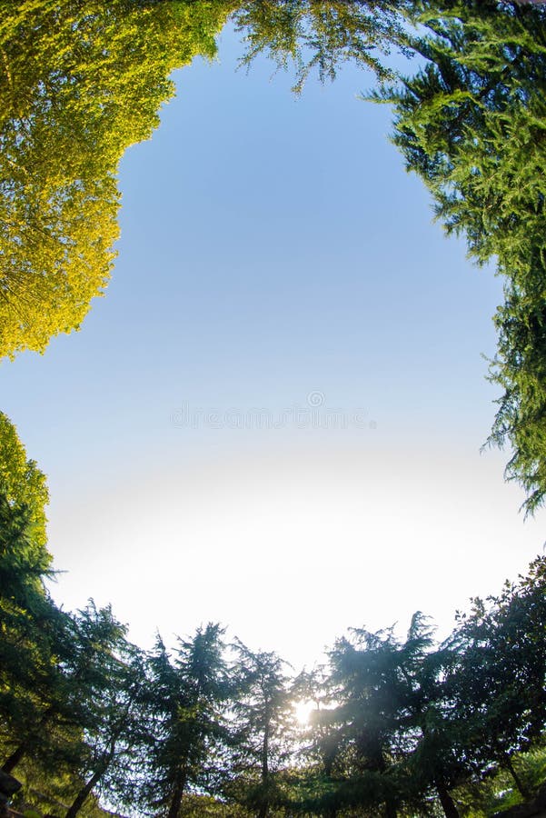 The Photograph of the Sky through the Trees Stock Image - Image of ...