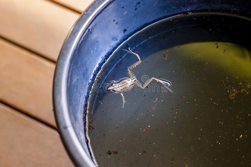 A Small Frog Taking a Swim in a Bucket of Water Stock Image - Image of ...