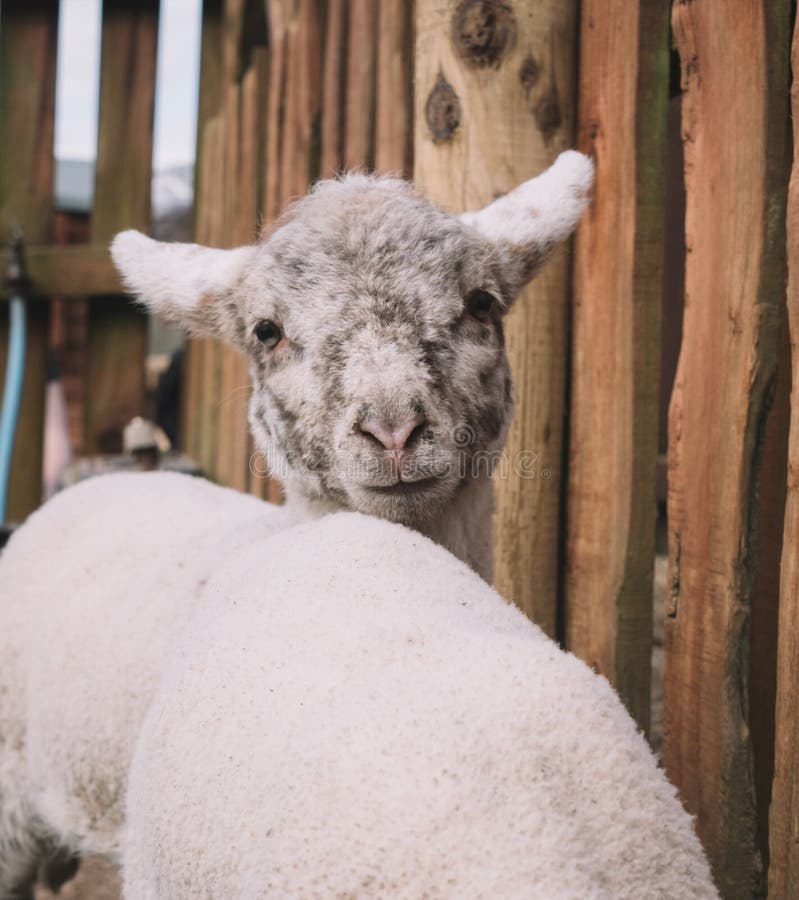 A Small Lamb Looking Directly into the Camera Stock Image - Image of ...
