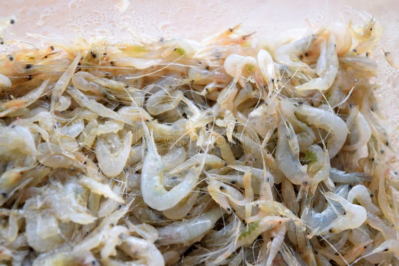 Raw Shrimp stock photo. Image of small, prawn, food - 136679202