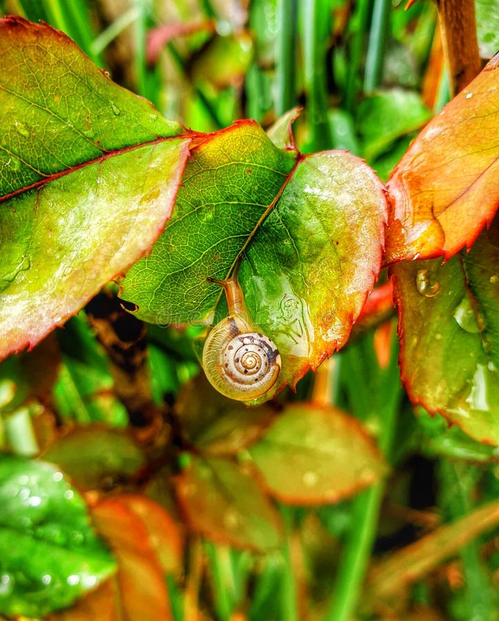 Photograph of a Small Snail on a Rose Bush Leaf after the Rain. Stock ...