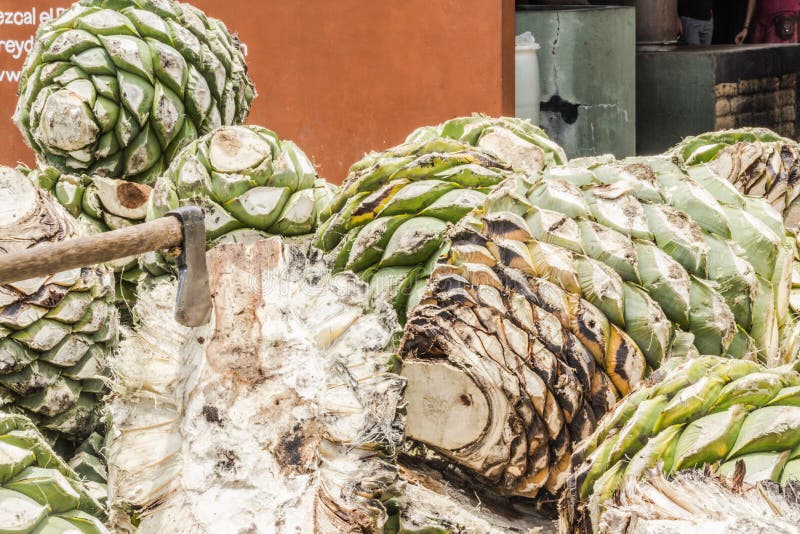 Agave Hearts of Oaxaca Mexico Stock Image - Image of mezcal, heart ...