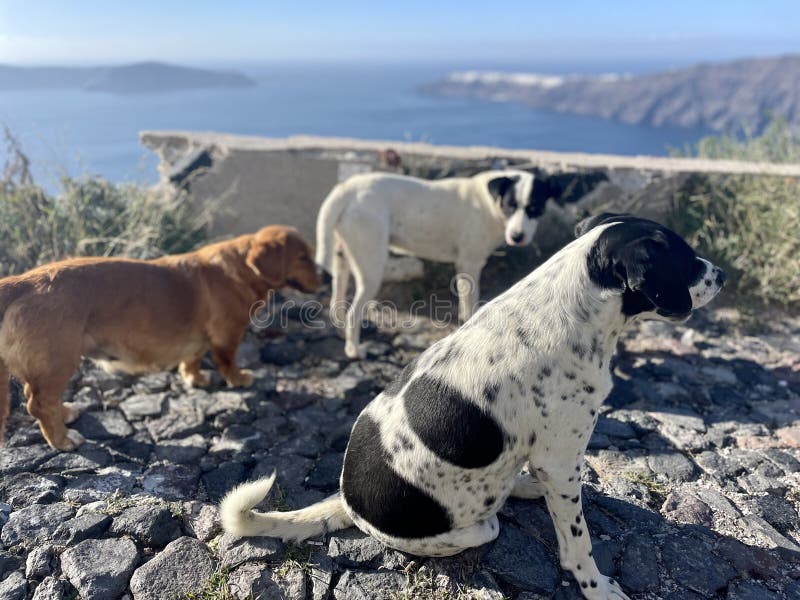 Stray Dogs in Santorini Greece Amongst Beautiful Mountain Ocean View ...