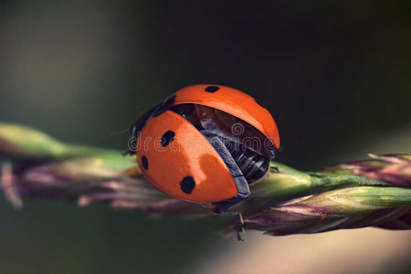 The Underside of the Ladybug. Stock Photo - Image of magnifique, mode ...