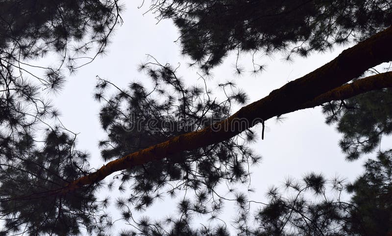 Tall Towering Tree Against Sky - Dipterocarpus Turbinatus - Gurjan ...