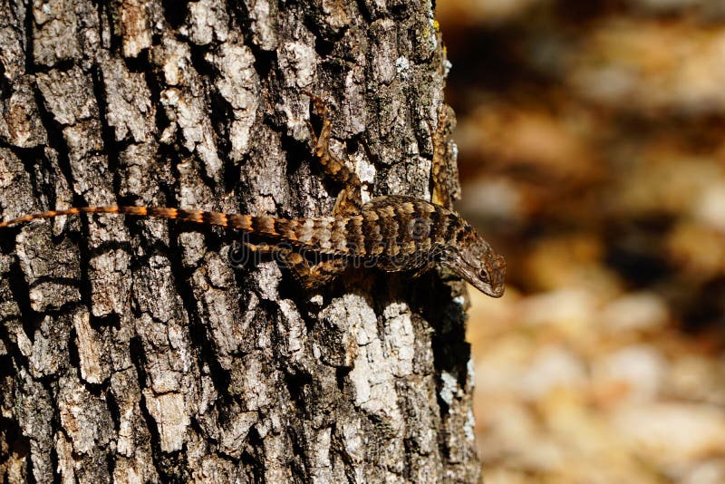Texas Spiny Lizard Tree Stock Photos - Free & Royalty-Free Stock Photos ...