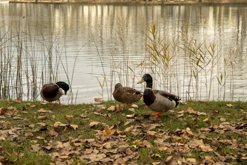 Photograph of Three Ducks Real Duck Mallard Duck Stock Image - Image of ...