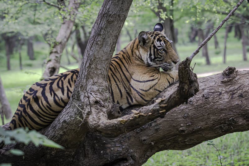 Tiger Relaxing on a Tree in the Forest Stock Image - Image of kingdom ...
