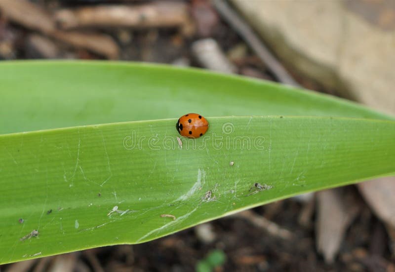 A Tiny Black Bug Under a Leaf Stock Image - Image of tiny, closeup ...