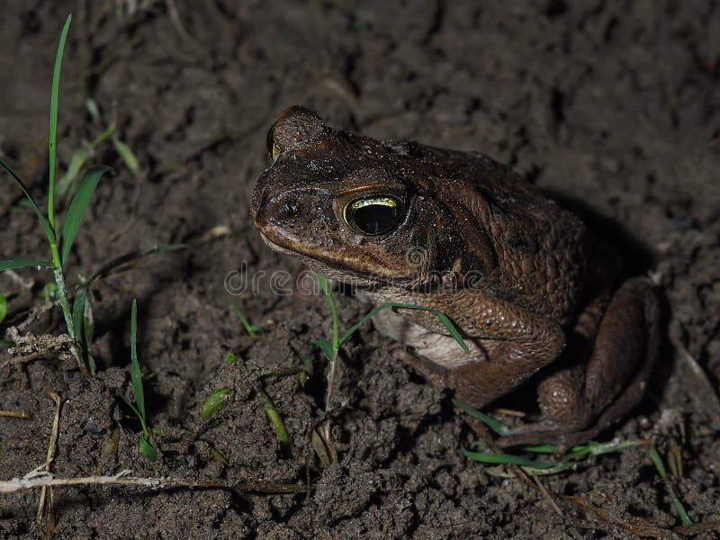 Photograph of a Toad at Night Stock Photo - Image of animal, reptiles ...