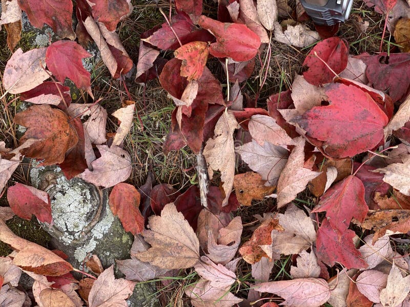 Top View of a Tree Root Inside Fall Leafs Red. Stock Image - Image of ...